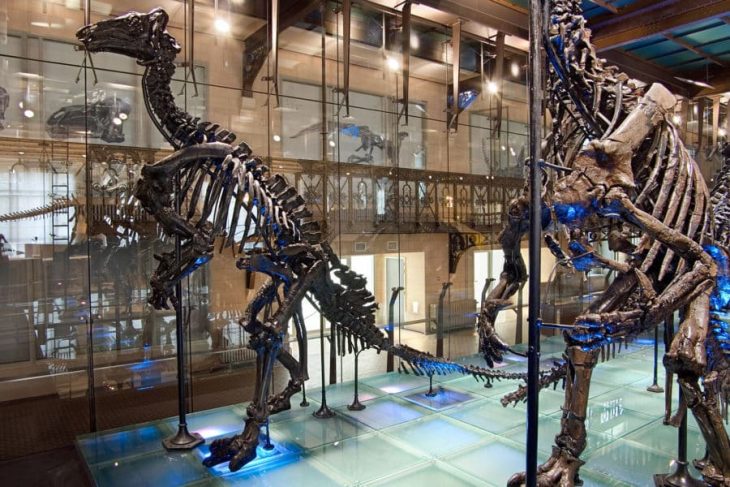 Le Muséum (Institut) des Sciences naturelles de Bruxelles | INFOS